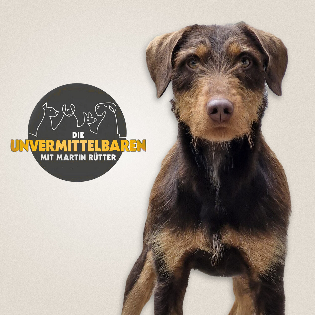 Der Hundeprofi – Rütters Team | Martin Rütter