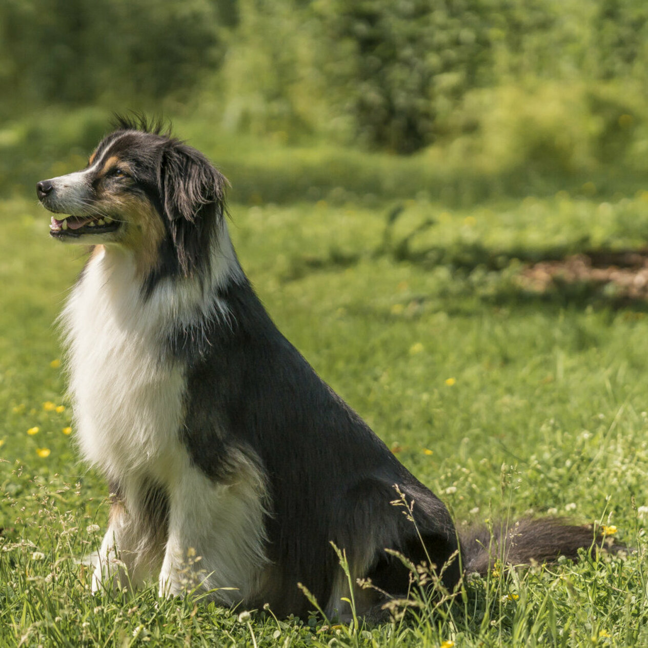 Old English Sheepdog (Bobtail) | Rassekunde | Steckbrief | Martin Rütter