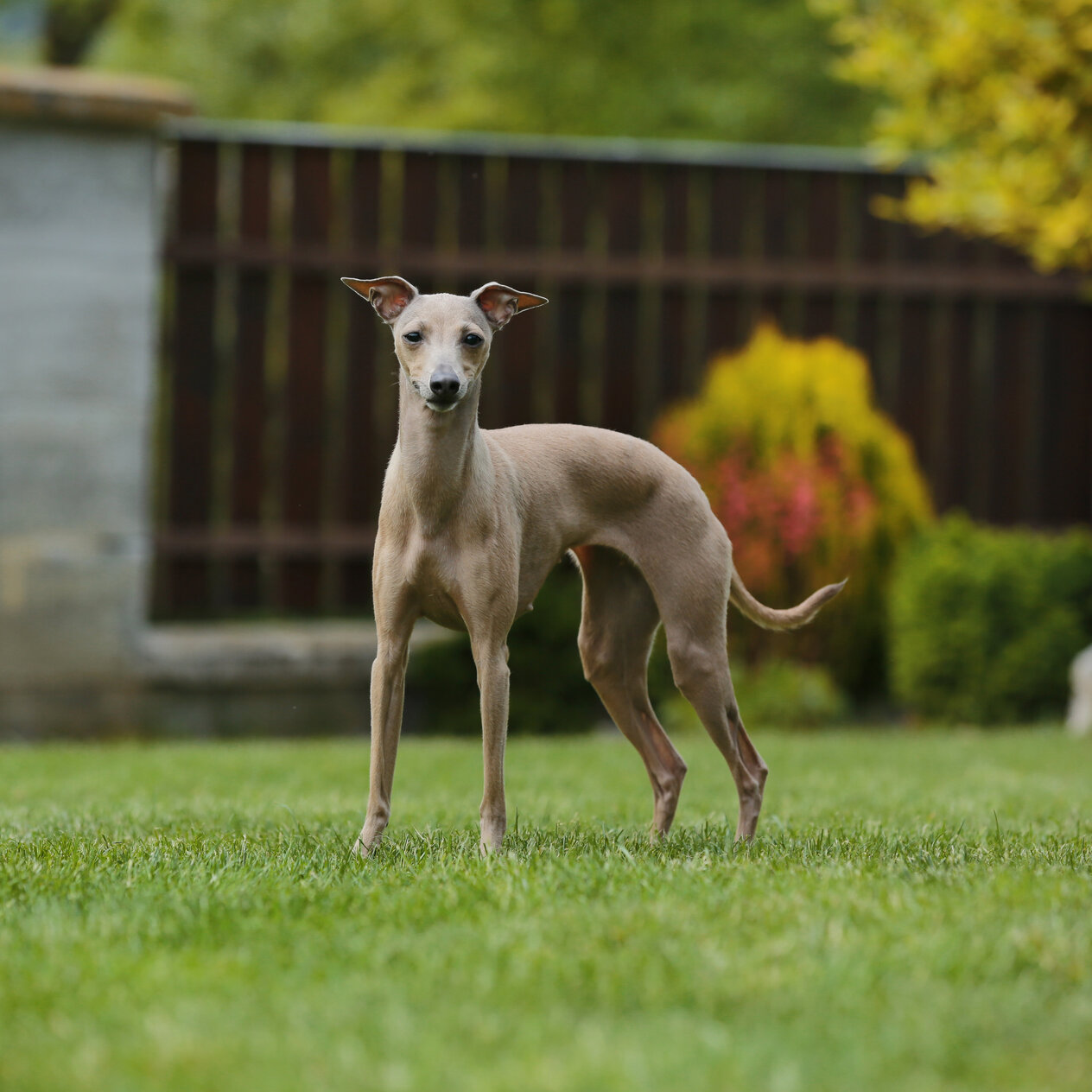 Whippet | Martin Rütter