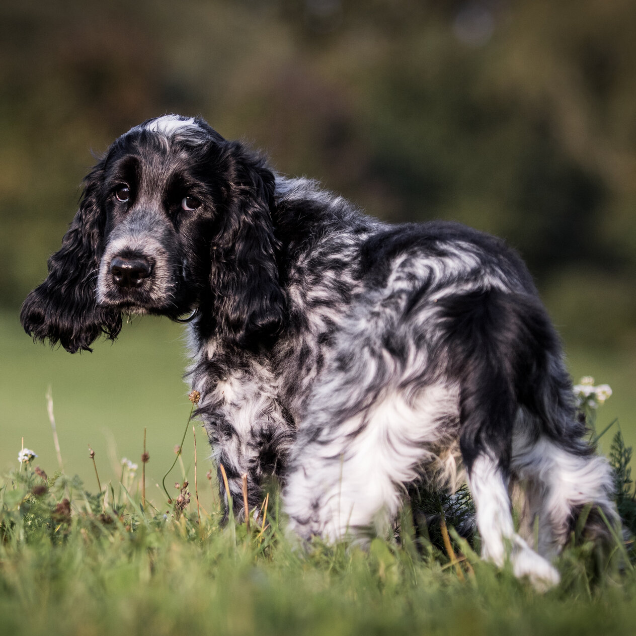 Rassebeschreibung Border Collie | Steckbrief | Martin Rütter