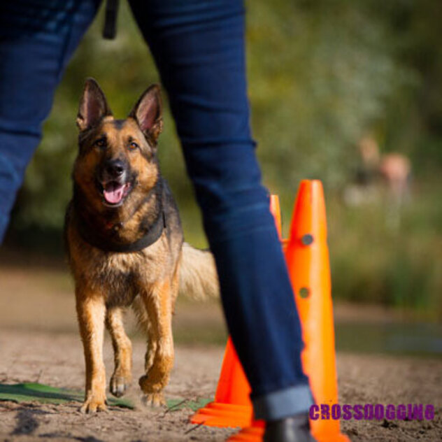 Warum Hunde an der Leine ziehen – Ursachen verstehen und nachhaltig ...